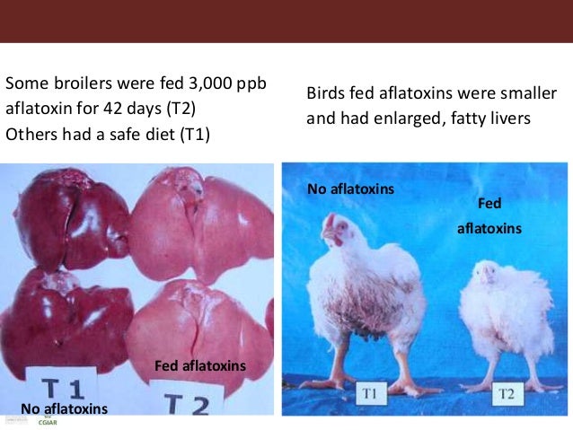 Aflatoxins, animal health and safety of animal source foods
