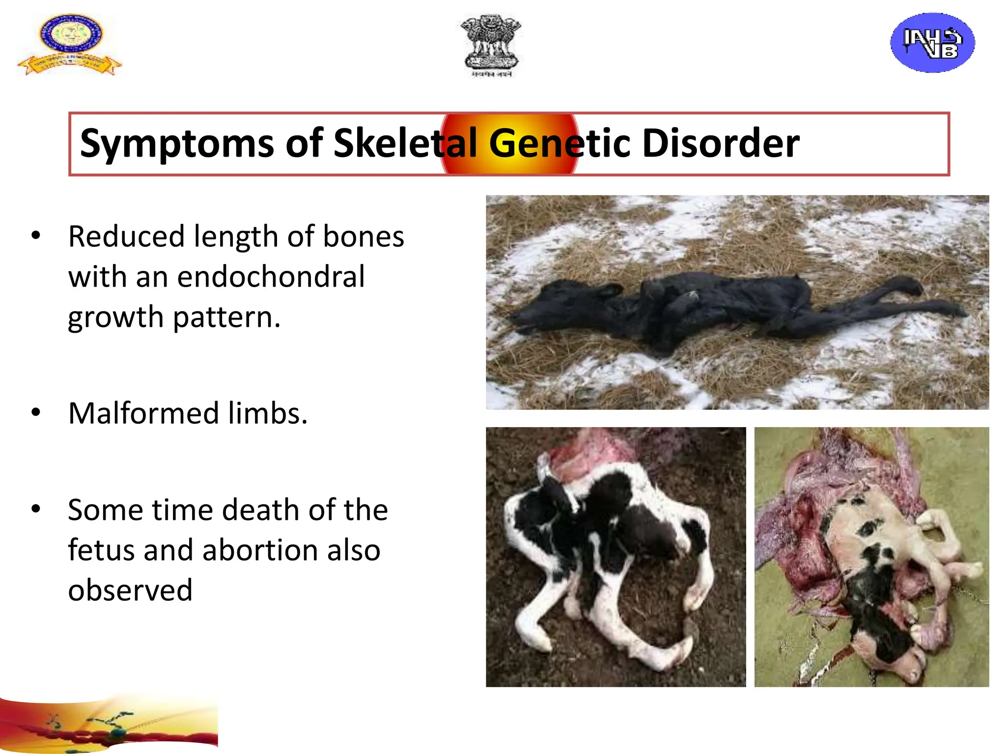 Genetic Disorders Screening in Bulls | PPTX