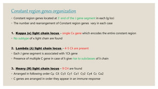 genitics of antibody diversity | PPTX | Genetics | Science