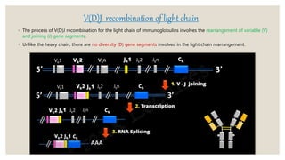 genitics of antibody diversity | PPTX