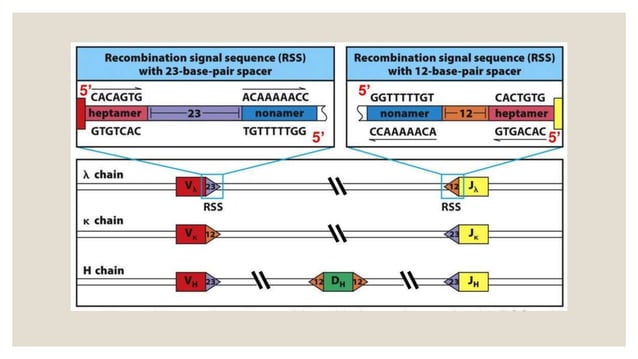 genitics of antibody diversity | PPTX | Genetics | Science