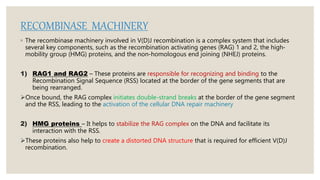 genitics of antibody diversity | PPTX