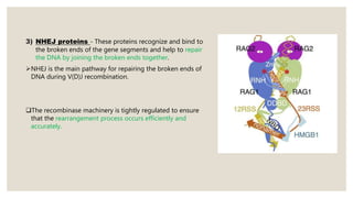 genitics of antibody diversity | PPTX