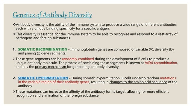 genitics of antibody diversity | PPTX | Genetics | Science