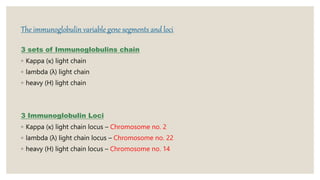 genitics of antibody diversity | PPTX