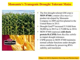 Genetic Engineering for drought | PPTX