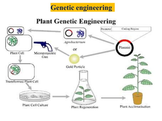 Genetic Engineering for drought | PPTX | Agriculture | Industries