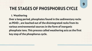 GE-ES-PHOSPHORUS-cycle.pptxxxxxxxxxxxxxx | PPT