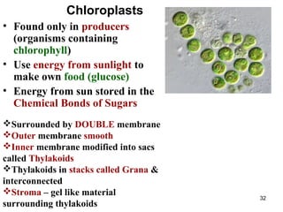 Information about Cell and it's structure and protein synthesis | PPT