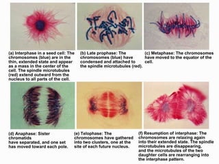 Cell metabolism, growth, reproduction | PPT