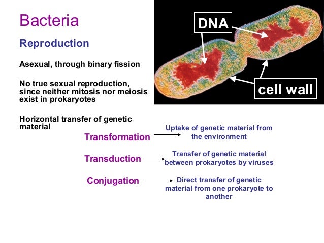 Cell metabolism, growth, reproduction