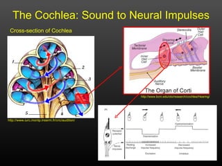 Cochlear Implants | PPT