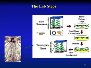 transgenic crops and their regulatory system | PPT
