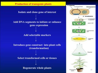 transgenic crops and their regulatory system | PPT