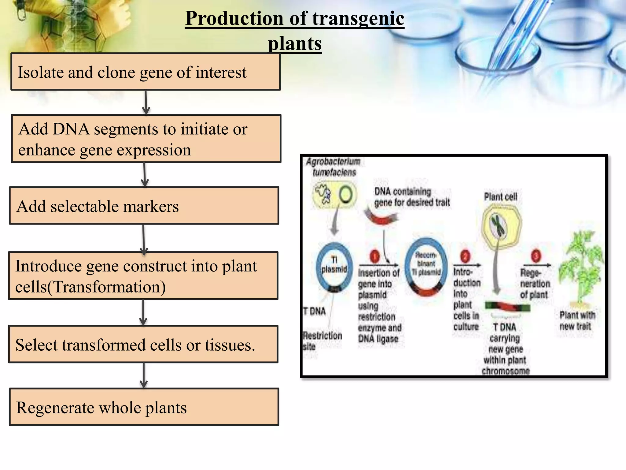 Transgenic crops(GM crops) | PPTX