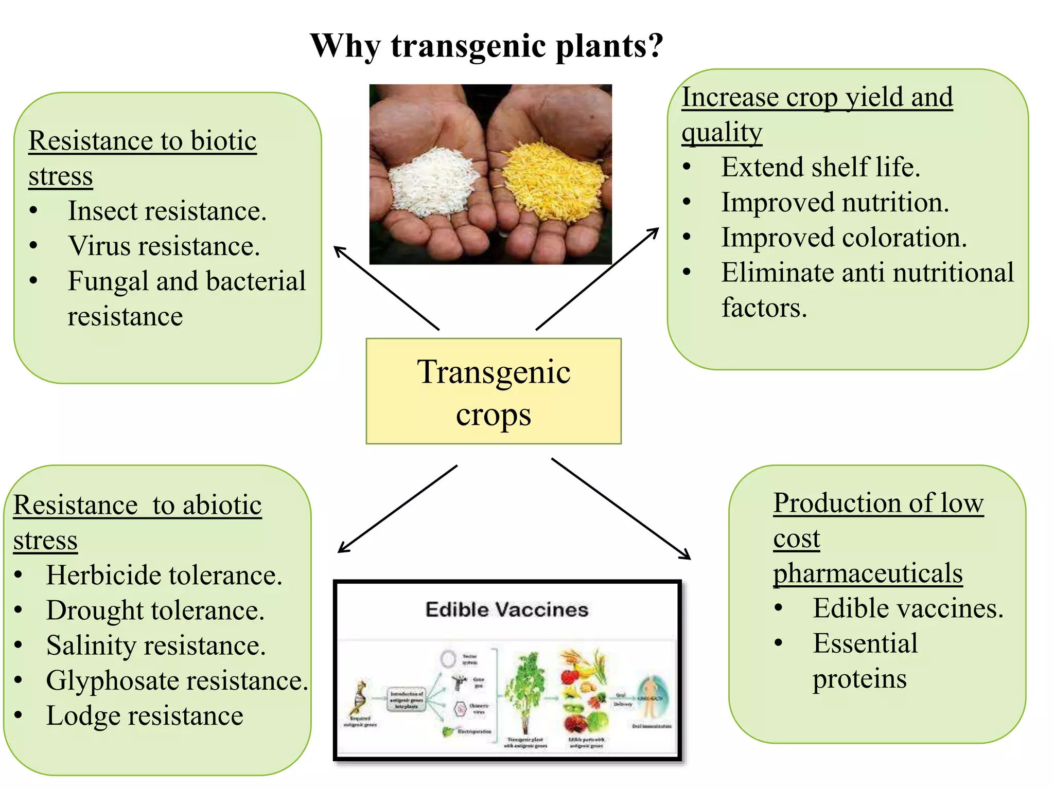 Transgenic crops(GM crops) | PPTX