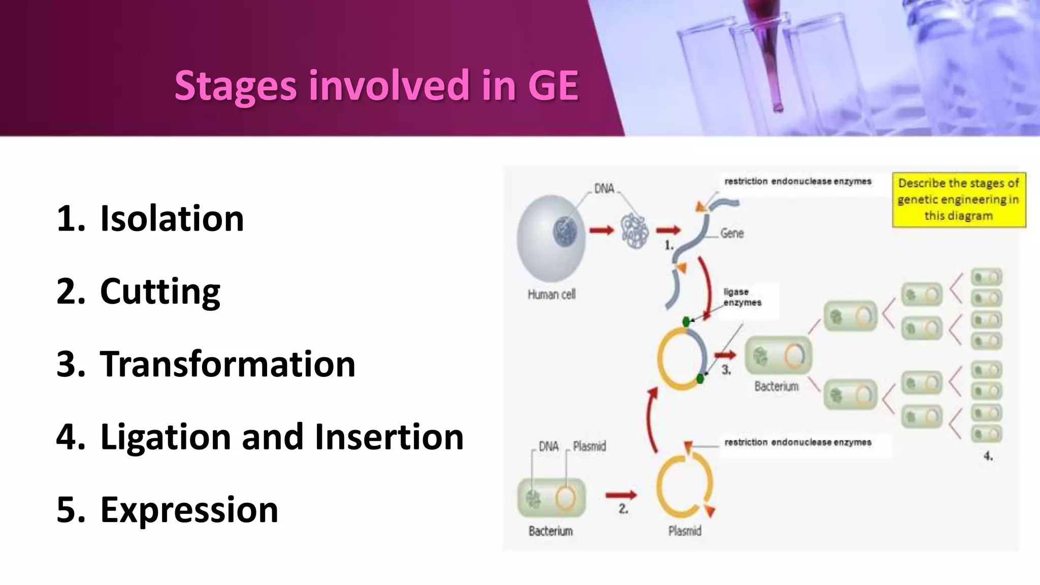Genetic Engineering and Application | PPTX