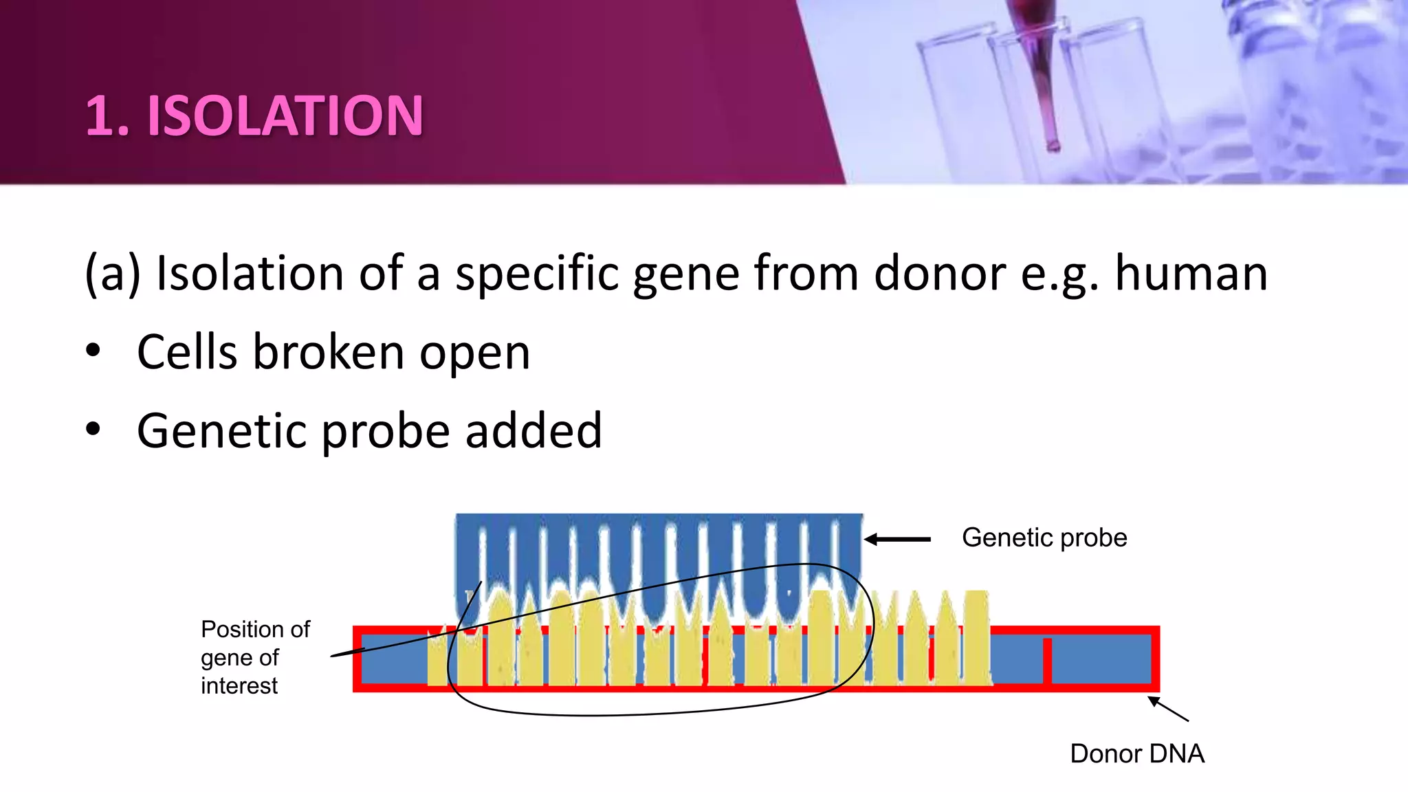 Genetic Engineering and Application | PPTX