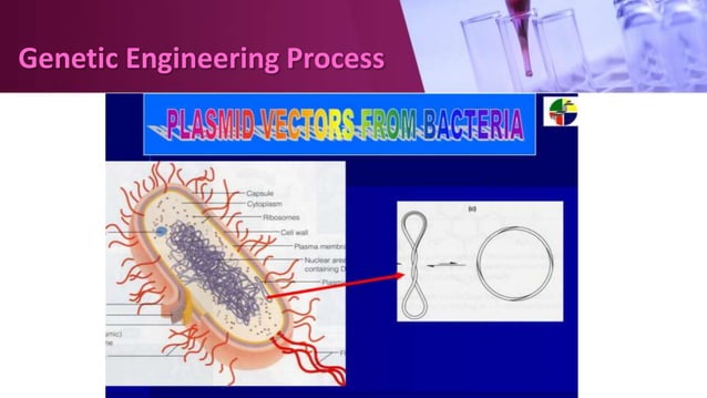 Genetic Engineering and Application | PPTX | Genetics | Science
