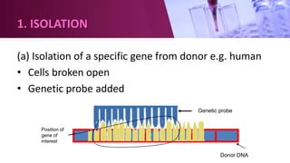 Genetic Engineering and Application | PPTX