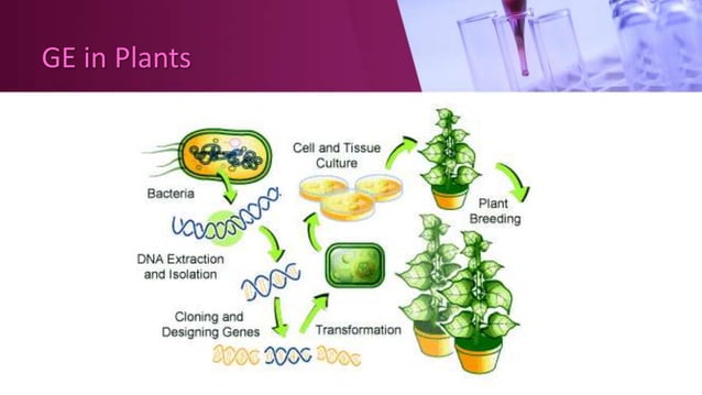 Genetic Engineering and Application | PPTX | Genetics | Science