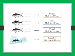 Fishing Gear selectivity | PPTX