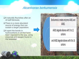 Bioremediation of Aquifers and Marine Oil Spills | PPTX