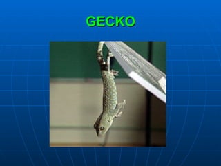 Gecko | PPT