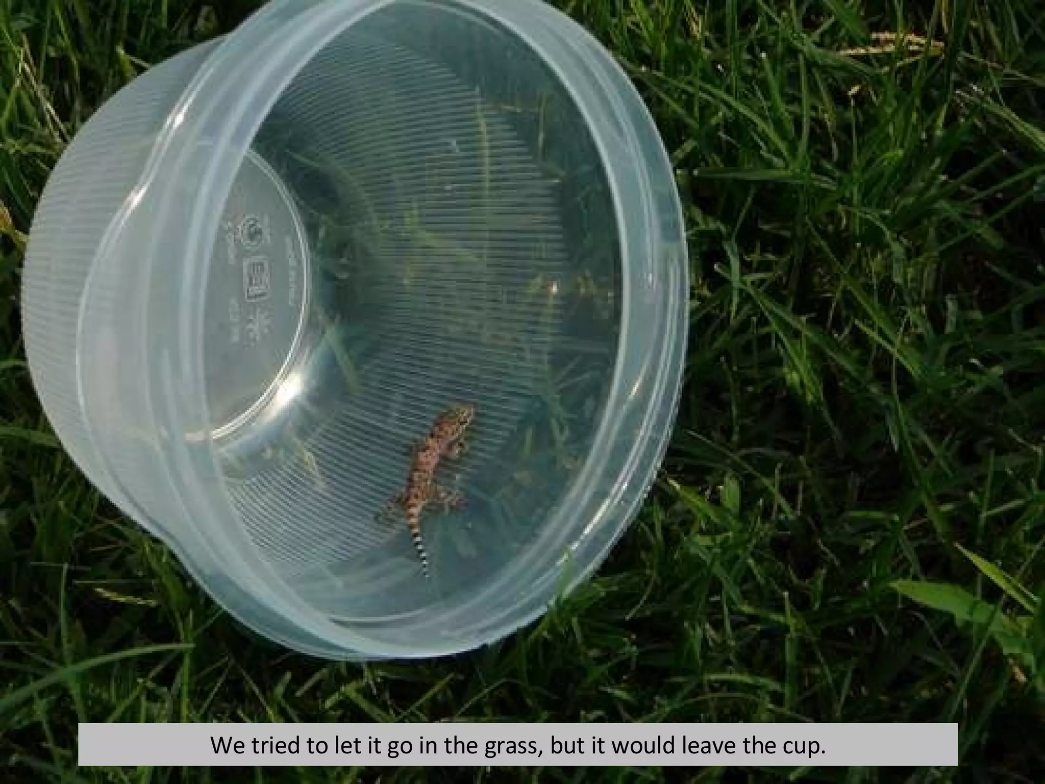 Gecko Show | PPT | Reptiles | Pets