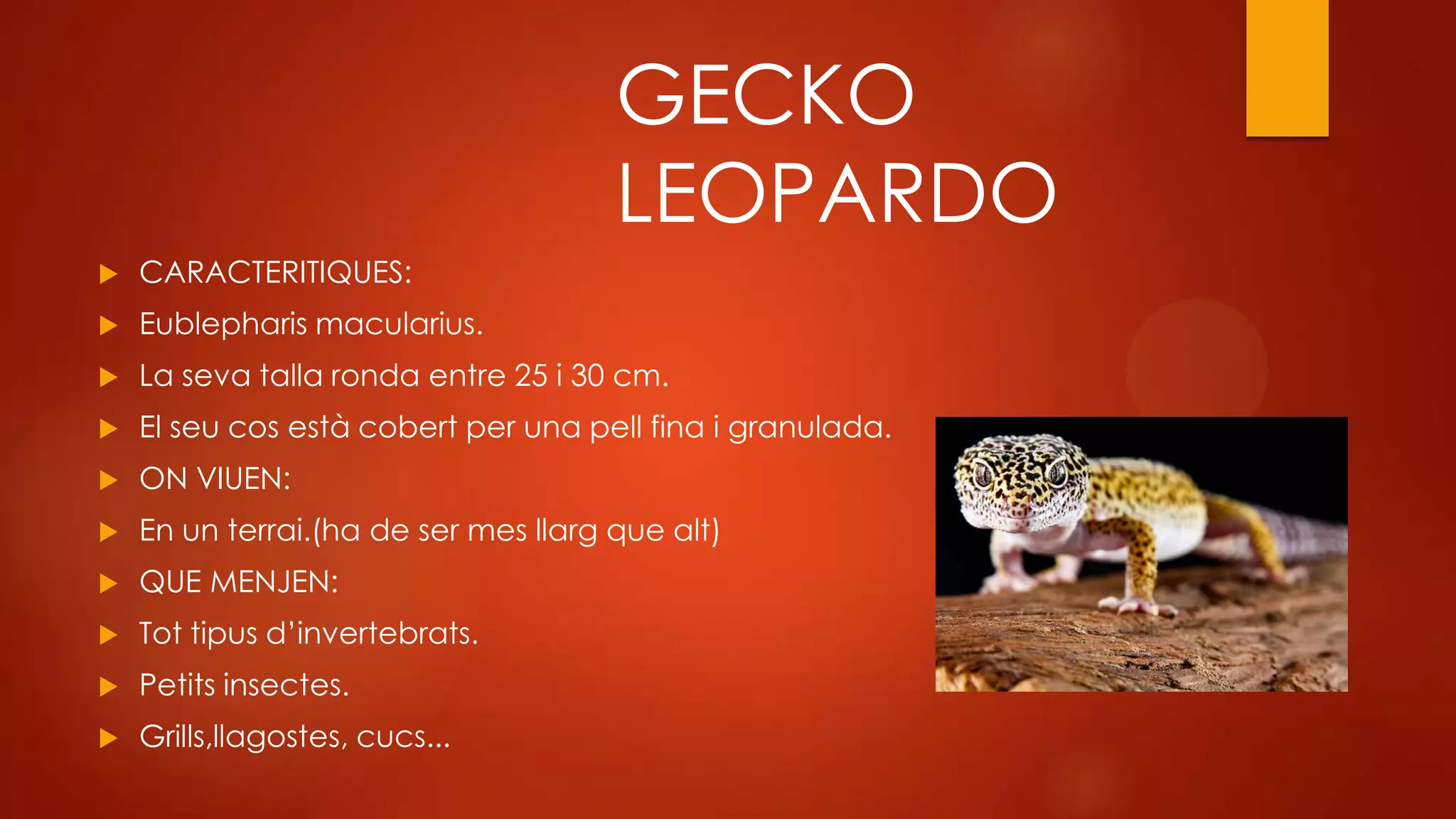 Rèptil - Gecko Leopardo | PPT