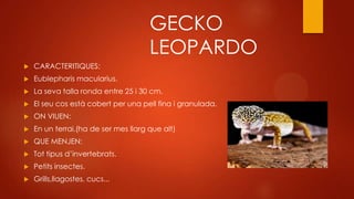 Rèptil - Gecko Leopardo | PPTX