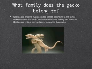 Geckos | PPT