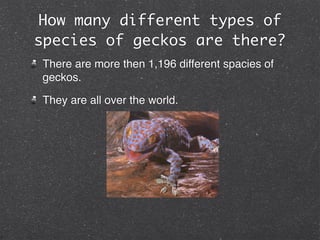 Geckos | PPT