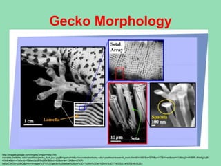 Gecko stations lesson ppt | PPTX