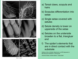 Gecko stations lesson ppt | PPTX