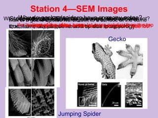 Gecko stations lesson ppt | PPTX