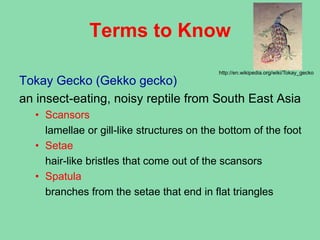 Gecko stations lesson ppt | PPTX