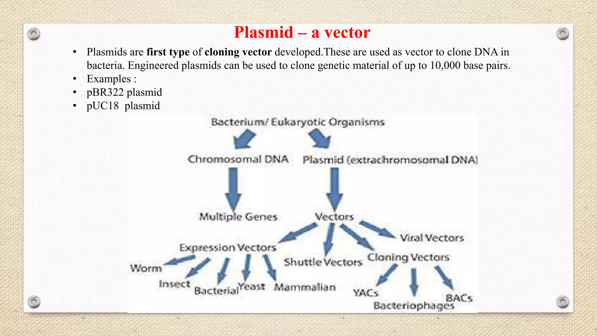 DESIGN OF PLASMID VECTOR & PROKARYOTIC AND EUKARYOTIC VECTORS | PPT