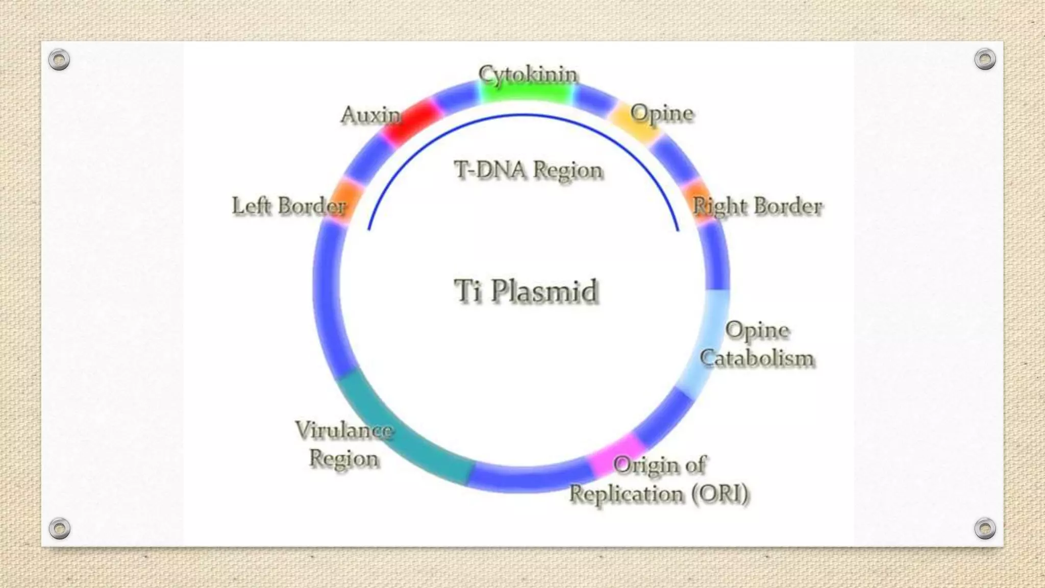 DESIGN OF PLASMID VECTOR & PROKARYOTIC AND EUKARYOTIC VECTORS | PPT