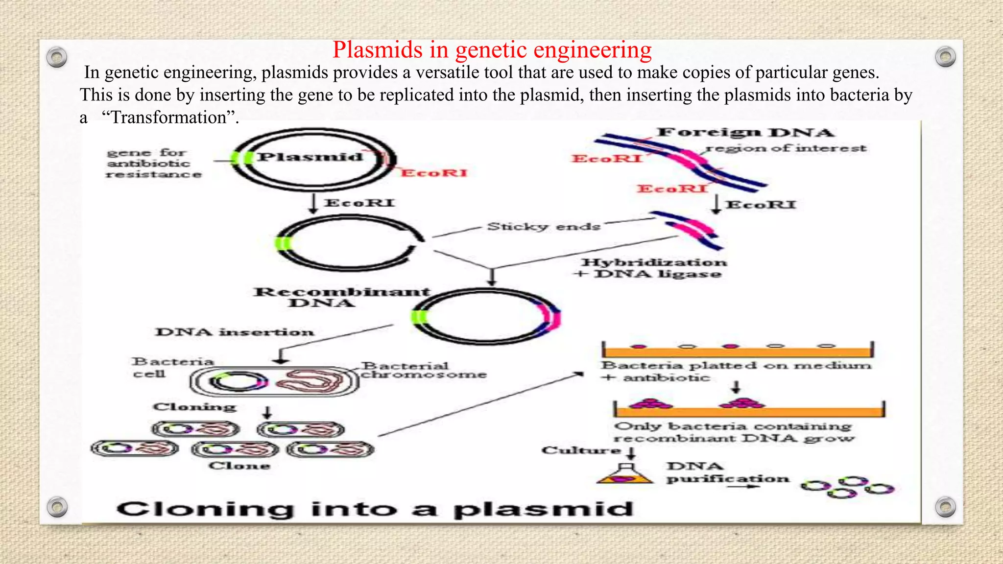 DESIGN OF PLASMID VECTOR & PROKARYOTIC AND EUKARYOTIC VECTORS | PPT