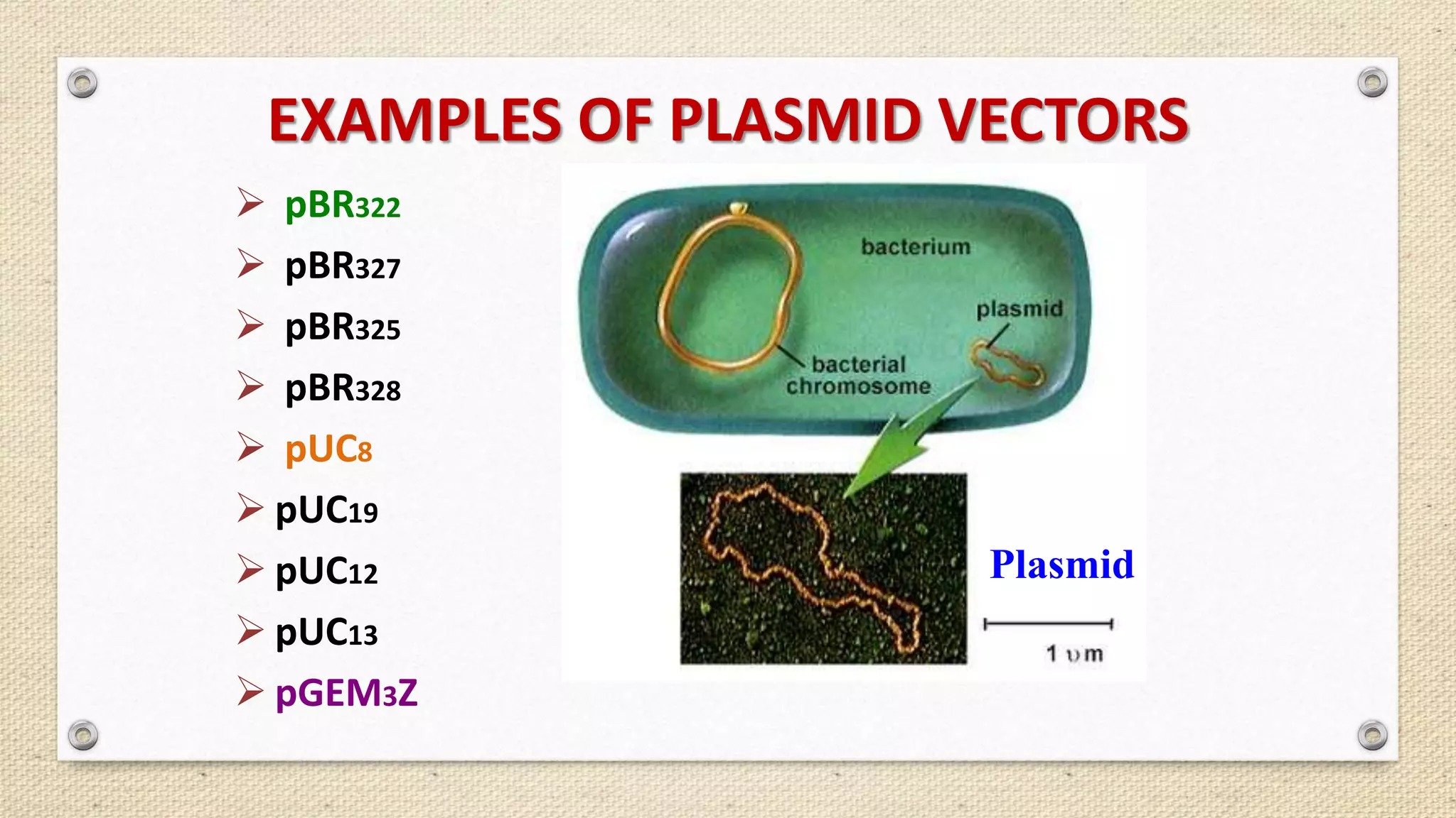 DESIGN OF PLASMID VECTOR & PROKARYOTIC AND EUKARYOTIC VECTORS | PPT