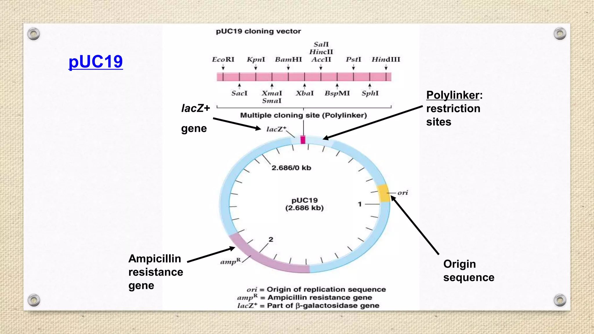 DESIGN OF PLASMID VECTOR & PROKARYOTIC AND EUKARYOTIC VECTORS | PPT