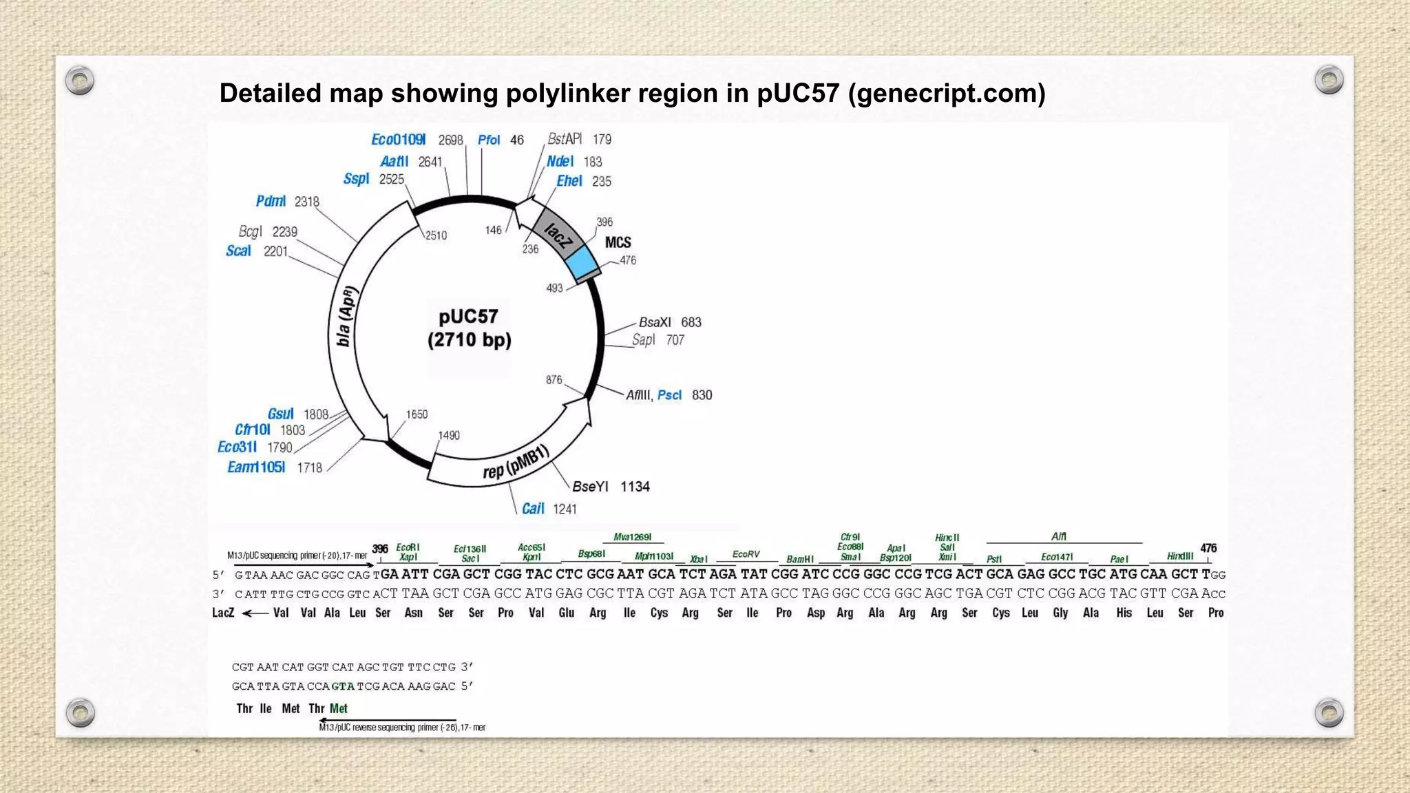 DESIGN OF PLASMID VECTOR & PROKARYOTIC AND EUKARYOTIC VECTORS | PPT