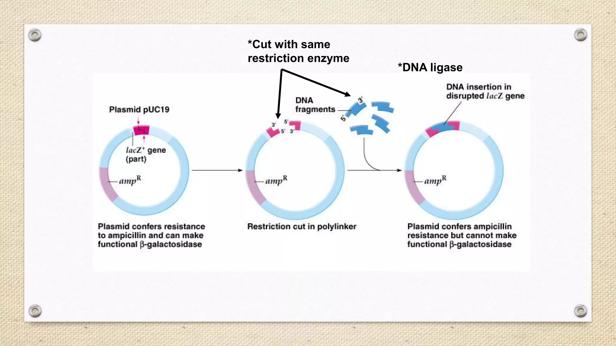 DESIGN OF PLASMID VECTOR & PROKARYOTIC AND EUKARYOTIC VECTORS | PPT