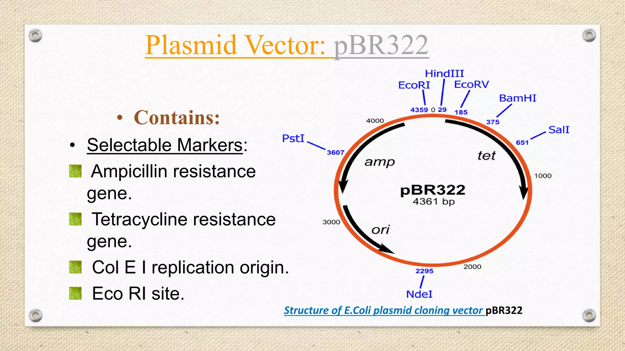 DESIGN OF PLASMID VECTOR & PROKARYOTIC AND EUKARYOTIC VECTORS | PPT