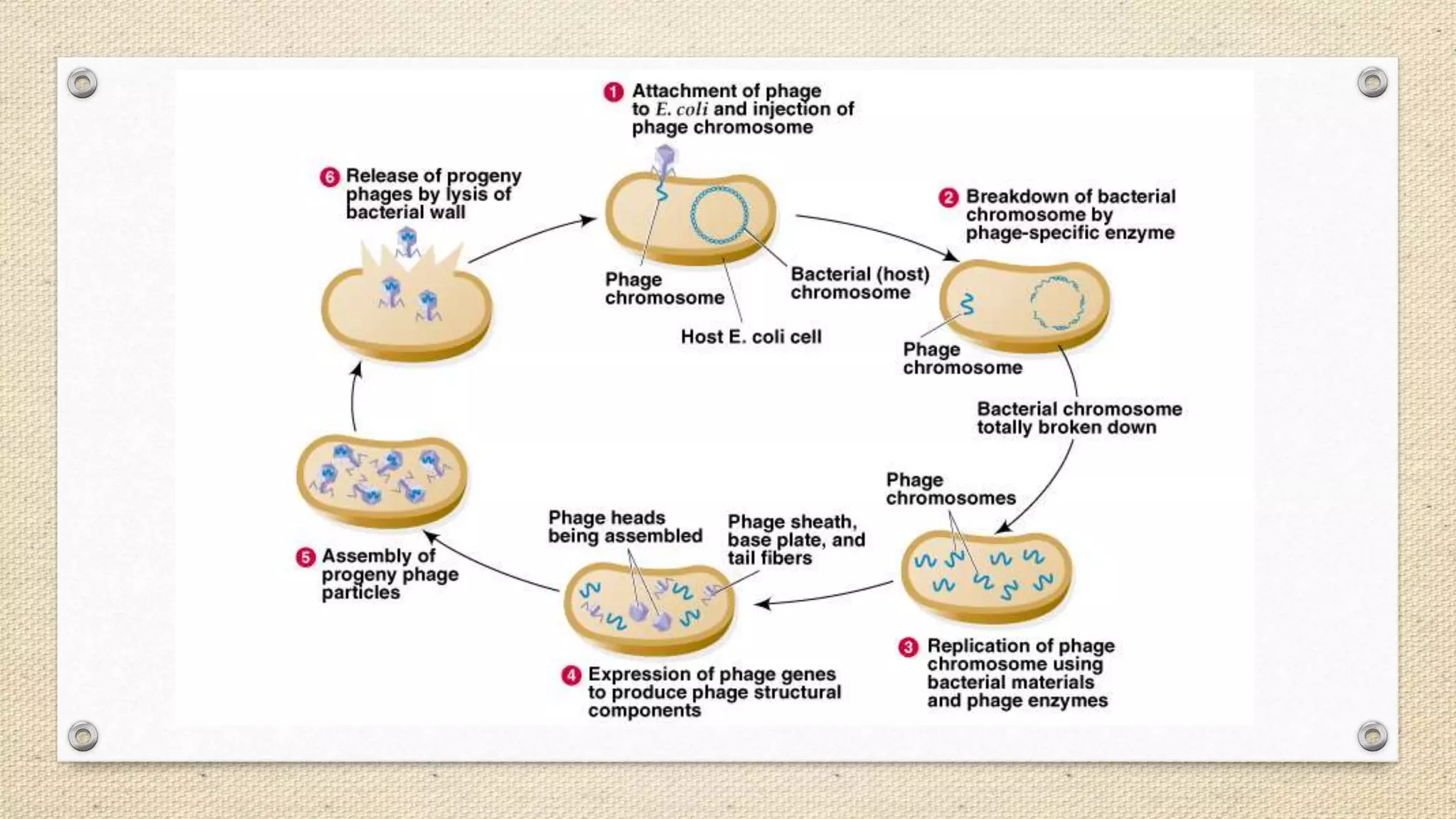 DESIGN OF PLASMID VECTOR & PROKARYOTIC AND EUKARYOTIC VECTORS | PPT