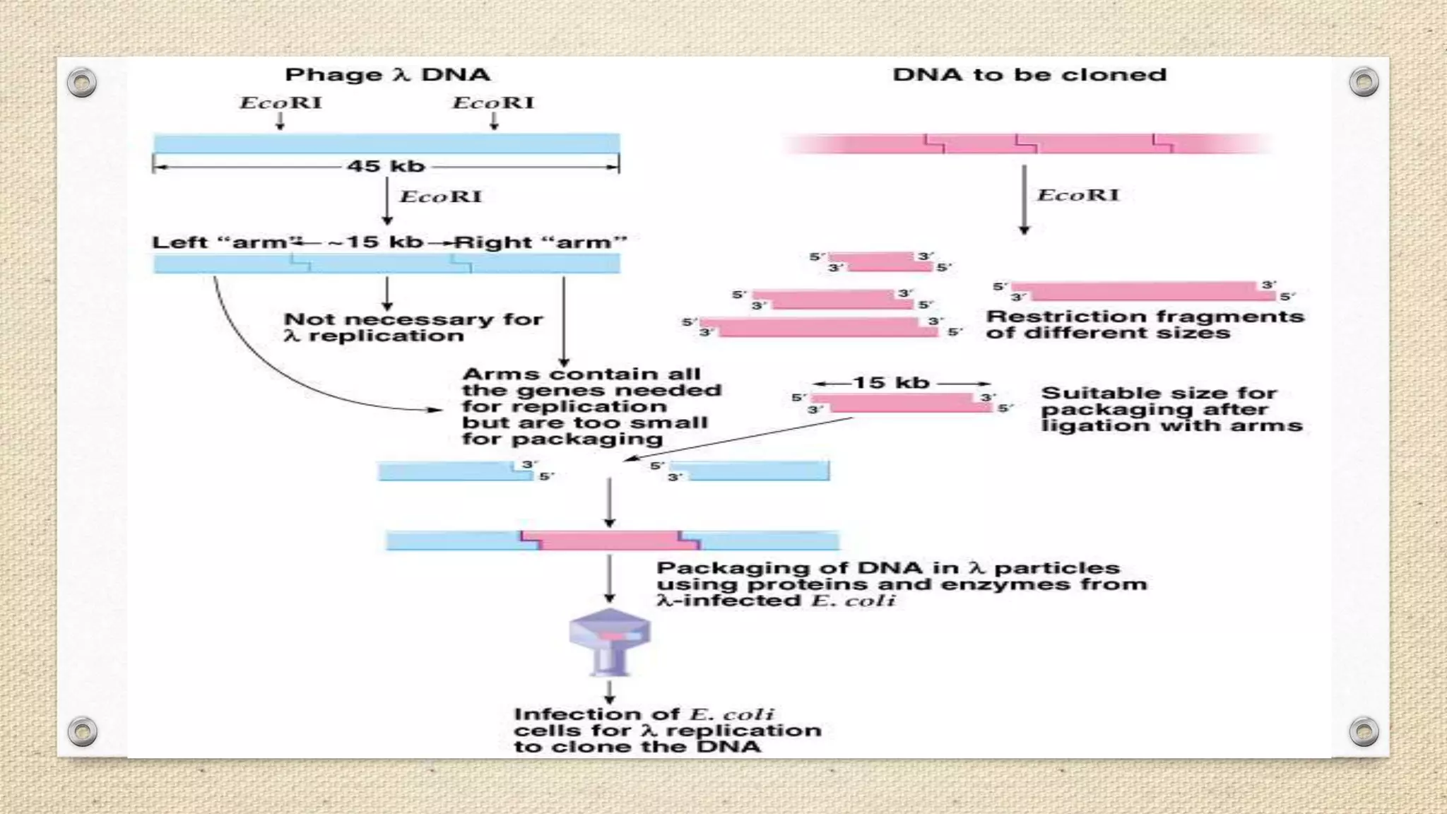 DESIGN OF PLASMID VECTOR & PROKARYOTIC AND EUKARYOTIC VECTORS | PPT
