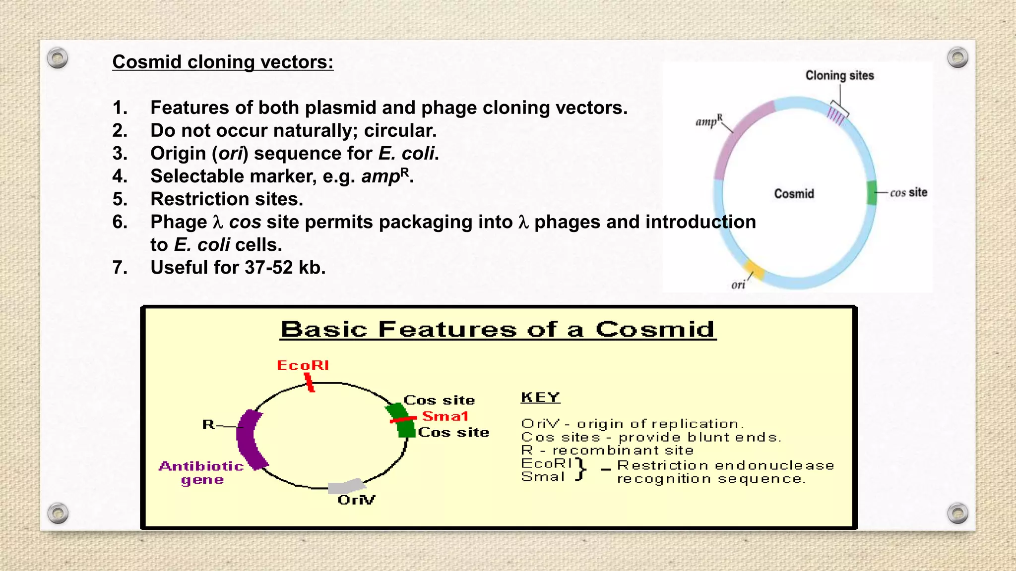 DESIGN OF PLASMID VECTOR & PROKARYOTIC AND EUKARYOTIC VECTORS | PPT