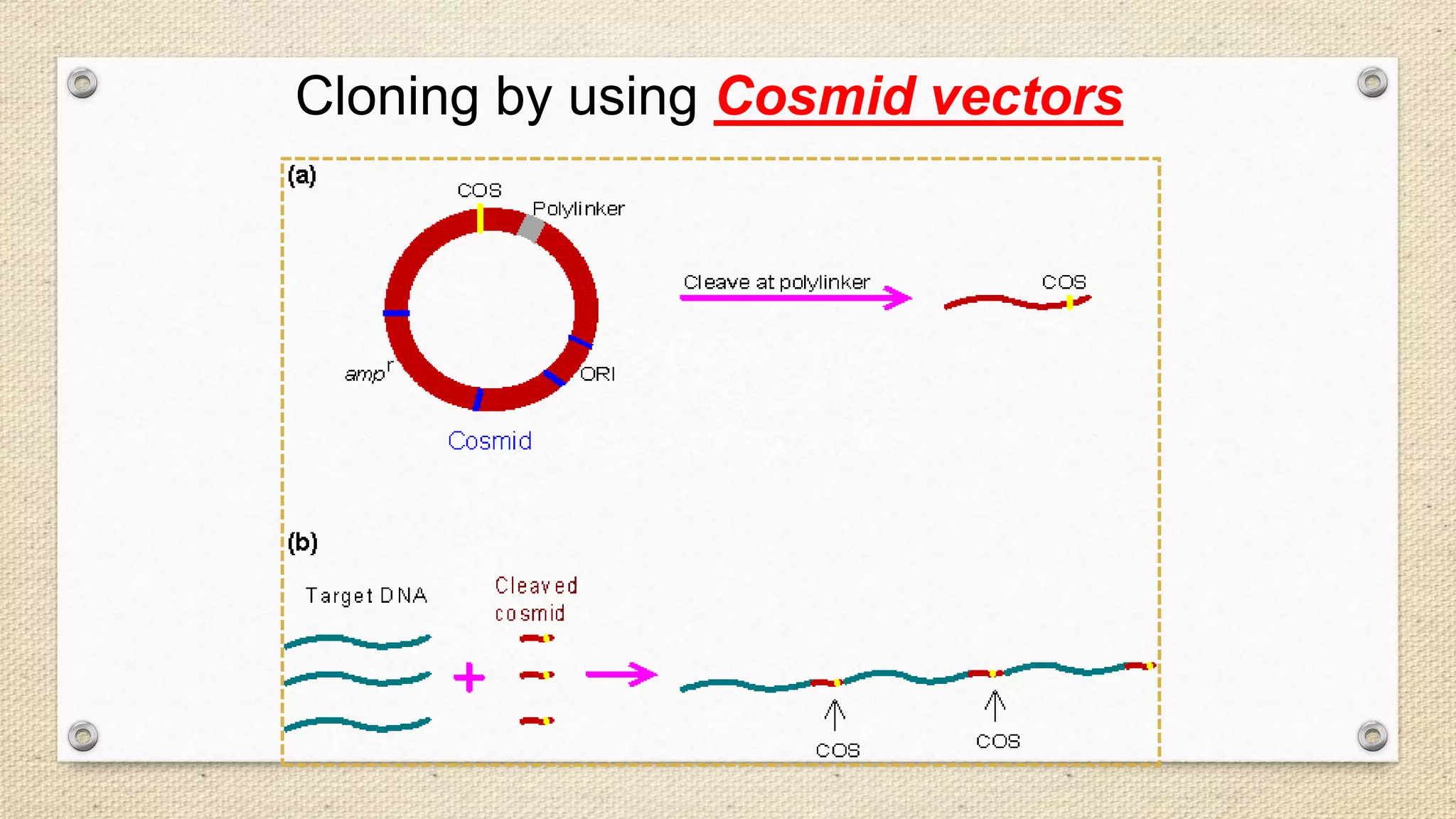 DESIGN OF PLASMID VECTOR & PROKARYOTIC AND EUKARYOTIC VECTORS | PPT