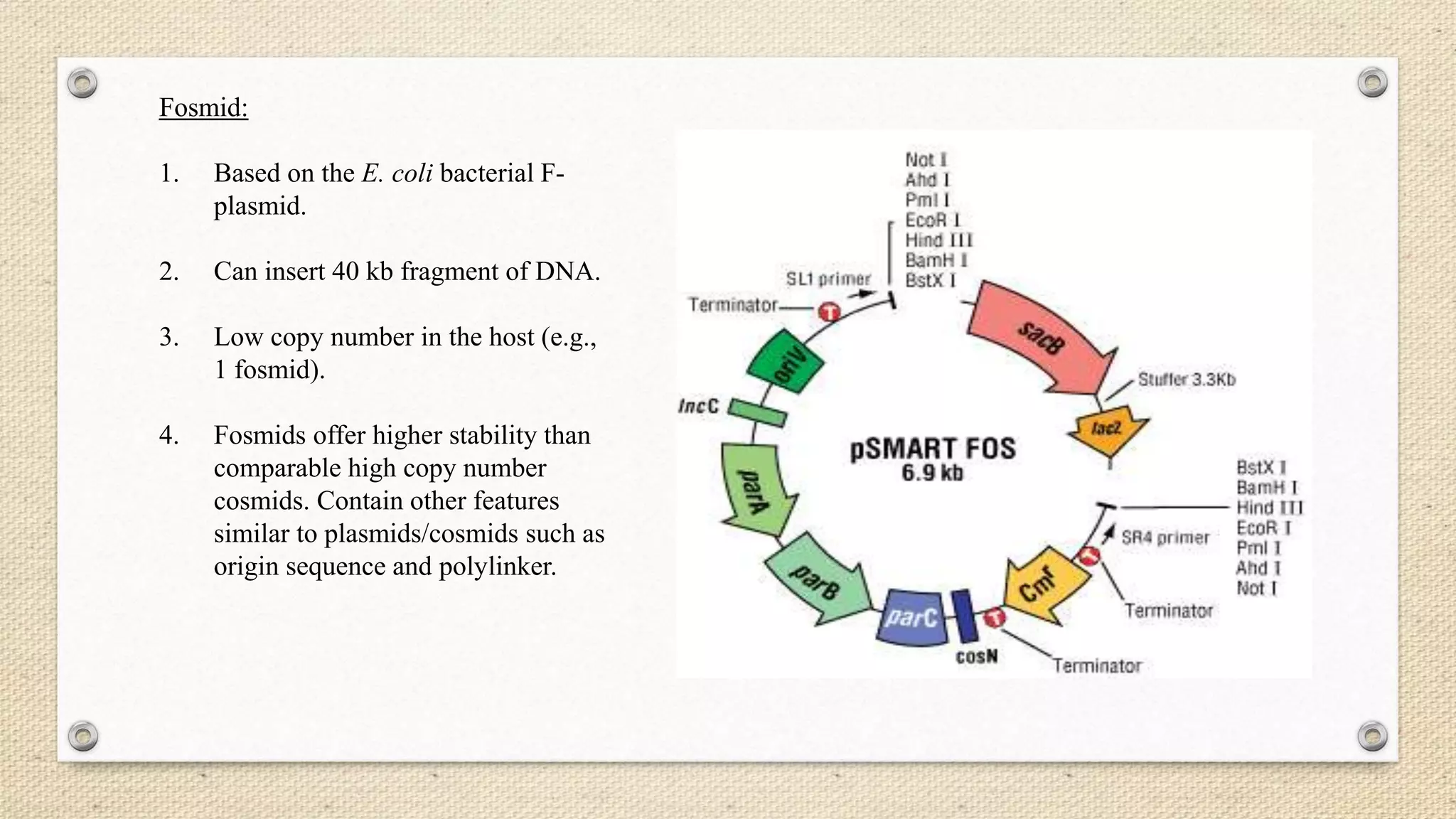 DESIGN OF PLASMID VECTOR & PROKARYOTIC AND EUKARYOTIC VECTORS | PPT